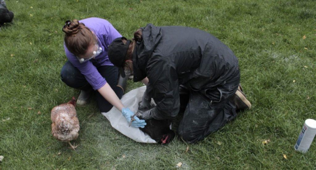 Treating Poultry Lice with Permethrin Powder + Video | Alaska Urban Hippie