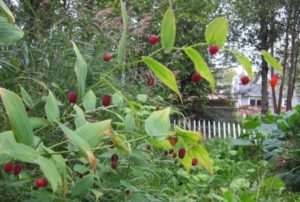 Identifying wild, edible watermelon berries | Alaska Urban Hippie