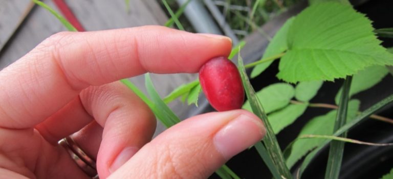 Identifying wild, edible watermelon berries | Alaska Urban Hippie